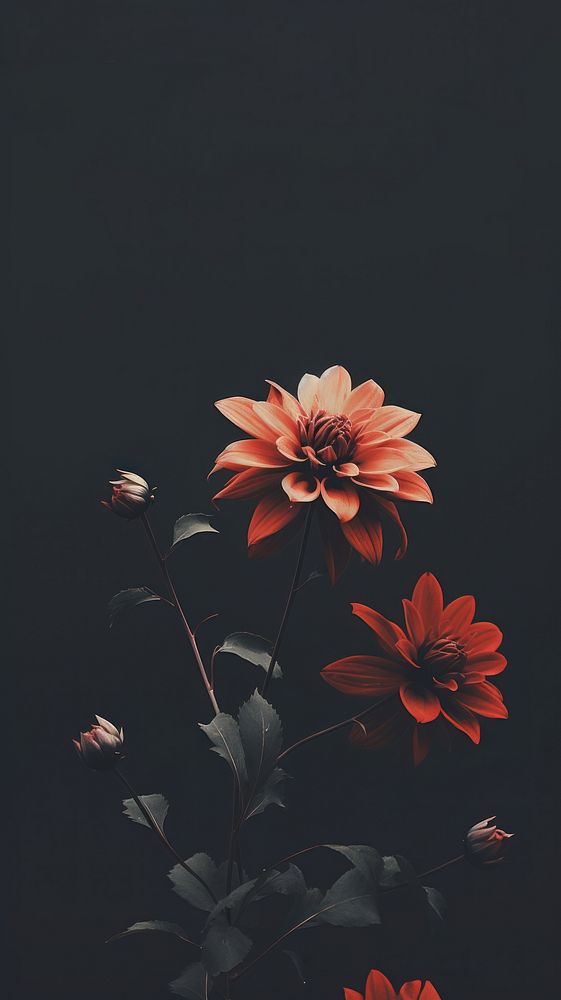 Dark aesthetic flower wallpaper petal | Premium Photo - rawpixel