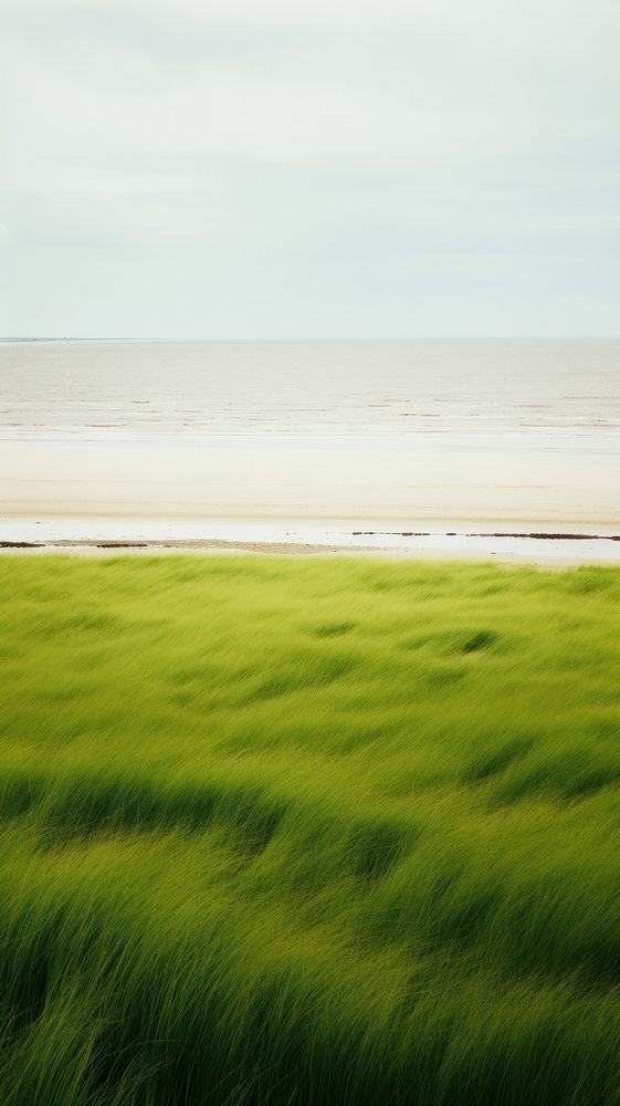 Photography beach landscape field grassland | Free Photo - rawpixel
