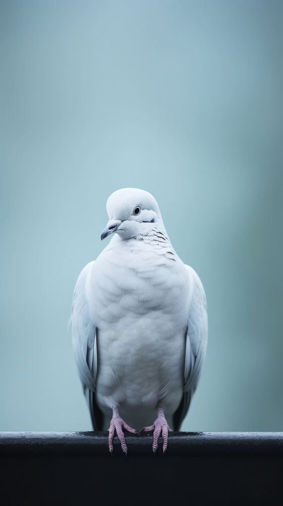 A dove animal bird wildlife. | Free Photo - rawpixel