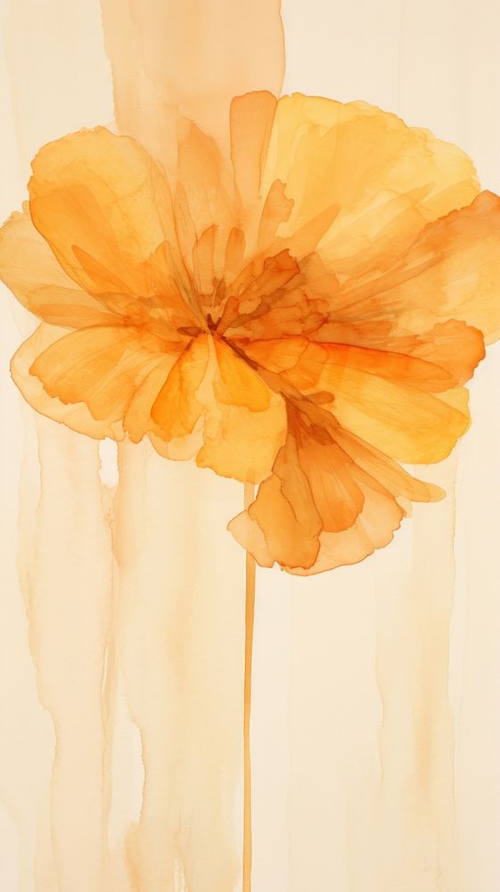 Marigold flower abstract petal plant | Free Photo Illustration - rawpixel