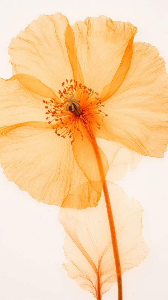 Real pressed poppy flower petal | Free Photo - rawpixel
