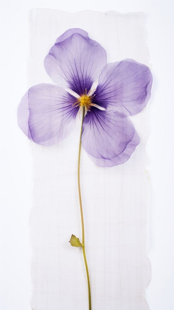 Real pressed violet flower purple | Premium Photo - rawpixel