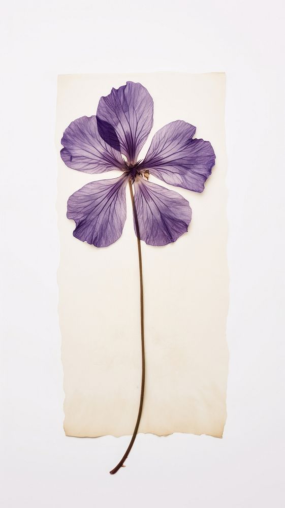 Real pressed violet flower purple | Free Photo - rawpixel