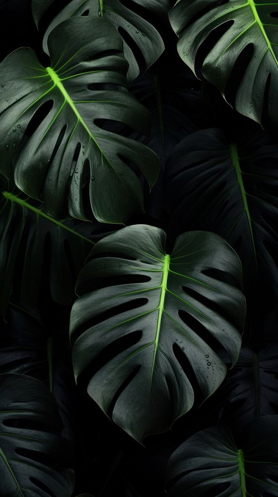 Black monstera wallpaper outdoors plant | Premium Photo - rawpixel