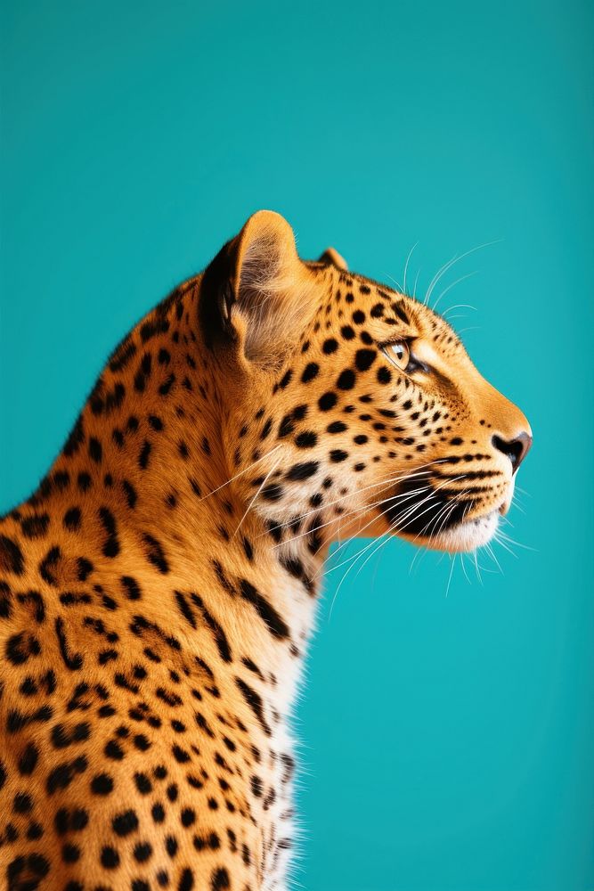 Leopard side portrait profile wildlife | Premium Photo - rawpixel
