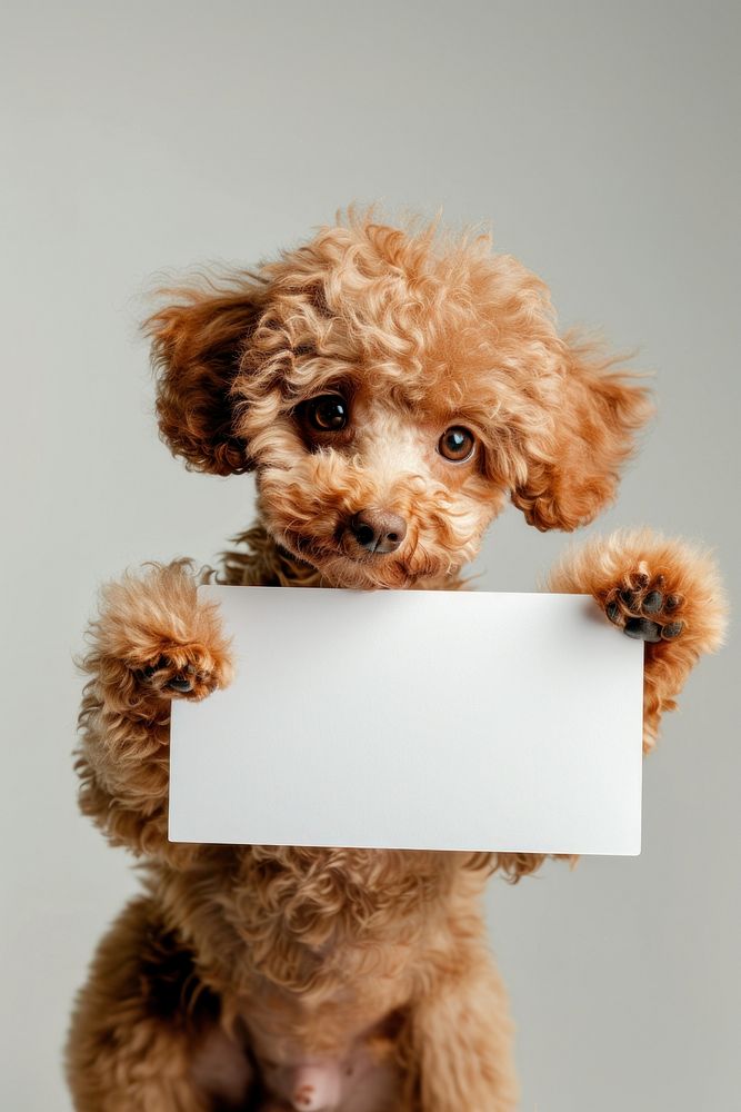 Poodle animal portrait holding. | Free Photo - rawpixel