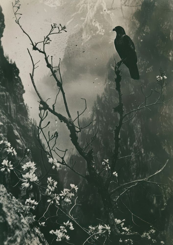 Falcon surrounded flower outdoors animal | Free Photo - rawpixel