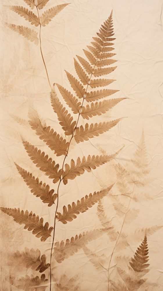 Real pressed Fern fern backgrounds | Free Photo - rawpixel