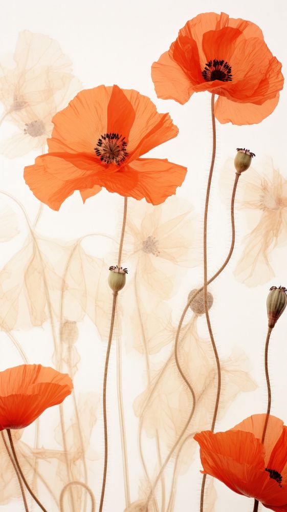 Real pressed poppy flowers petal | Premium Photo - rawpixel