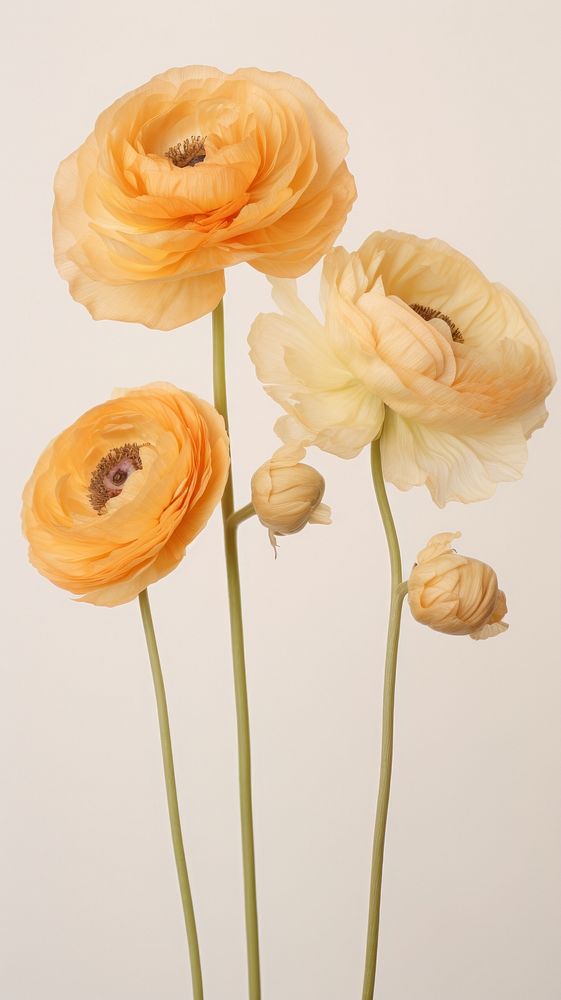 Real pressed ranunculus flowers petal | Premium Photo - rawpixel