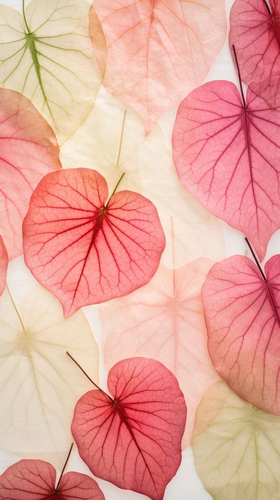 Pressed caladium leaves wallpaper backgrounds | Free Photo - rawpixel