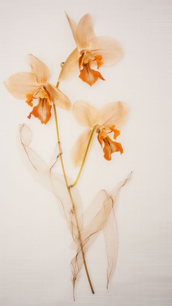 Real pressed orchid flowers plant | Premium Photo - rawpixel