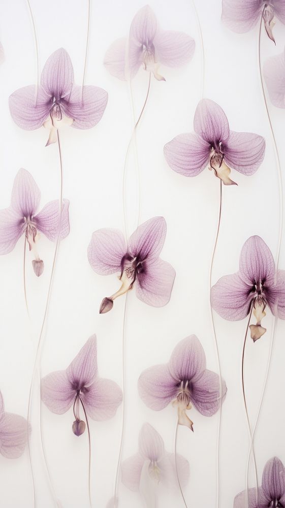 Real pressed orchid field flower | Premium Photo - rawpixel