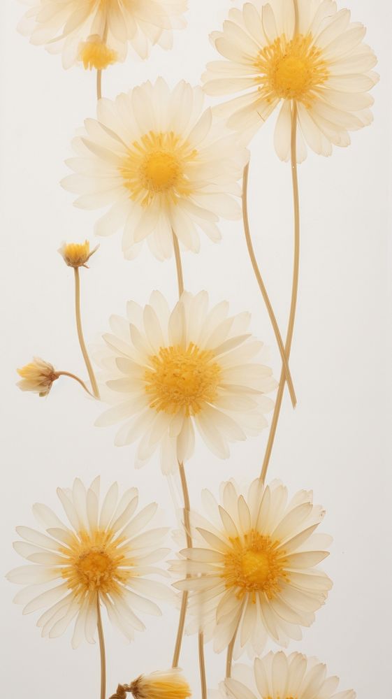 Real pressed chrysanthemum flowers chrysanths | Free Photo - rawpixel