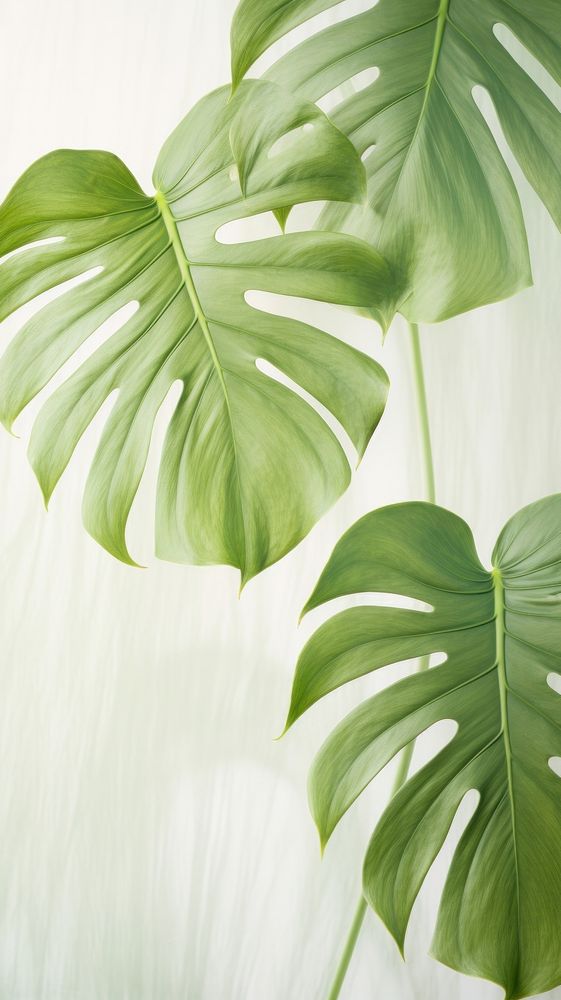 Green monstera leaves wallpaper backgrounds | Free Photo - rawpixel