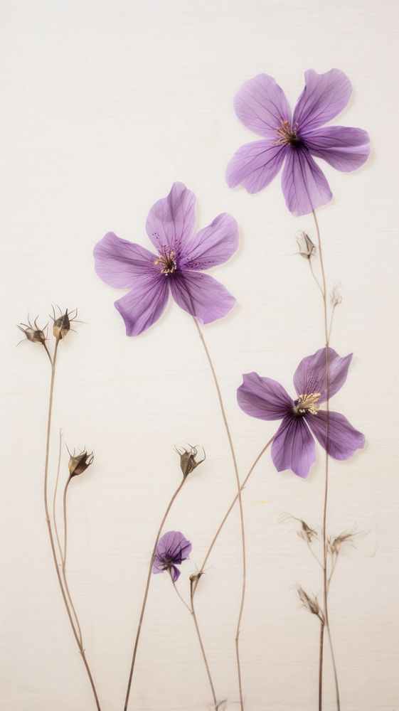 Real pressed purple flowers petal | Premium Photo - rawpixel