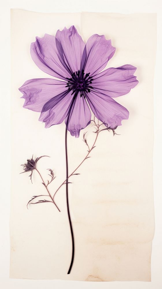 Real pressed purple field flower | Premium Photo - rawpixel