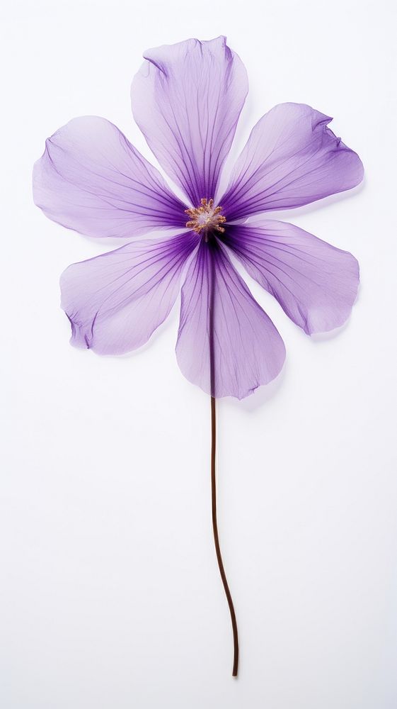 Real pressed purple field flower | Free Photo - rawpixel