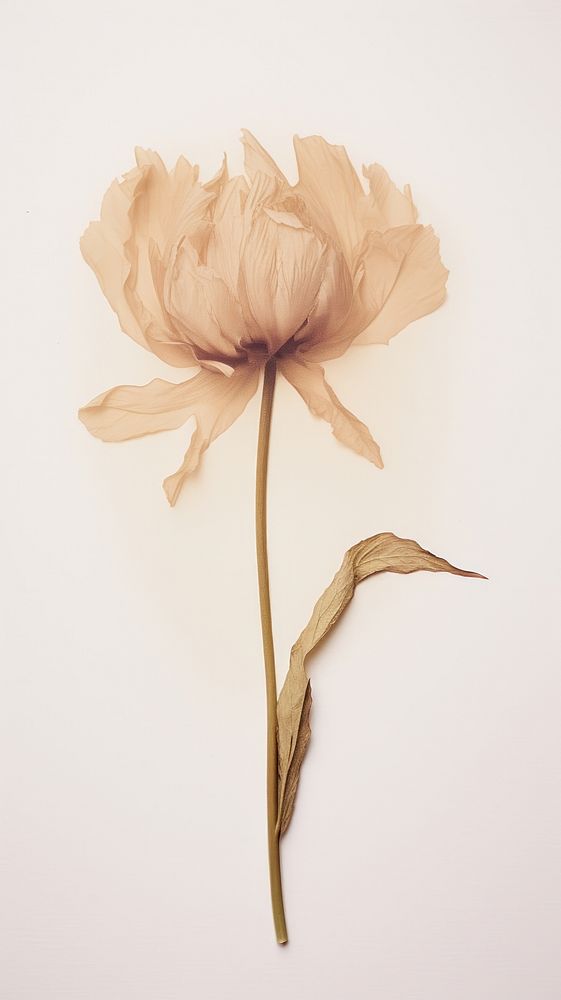 Pressed peony flower petal plant. | Premium Photo - rawpixel