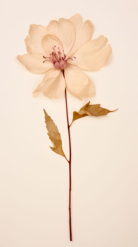 Pressed peony flower petal plant. | Premium Photo - rawpixel
