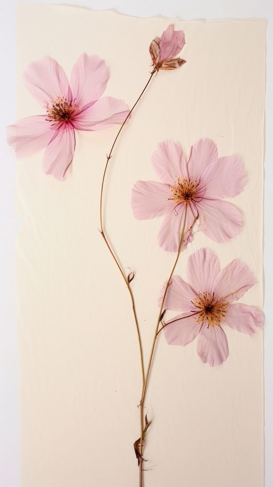 Real pressed pink flowers blossom | Free Photo - rawpixel