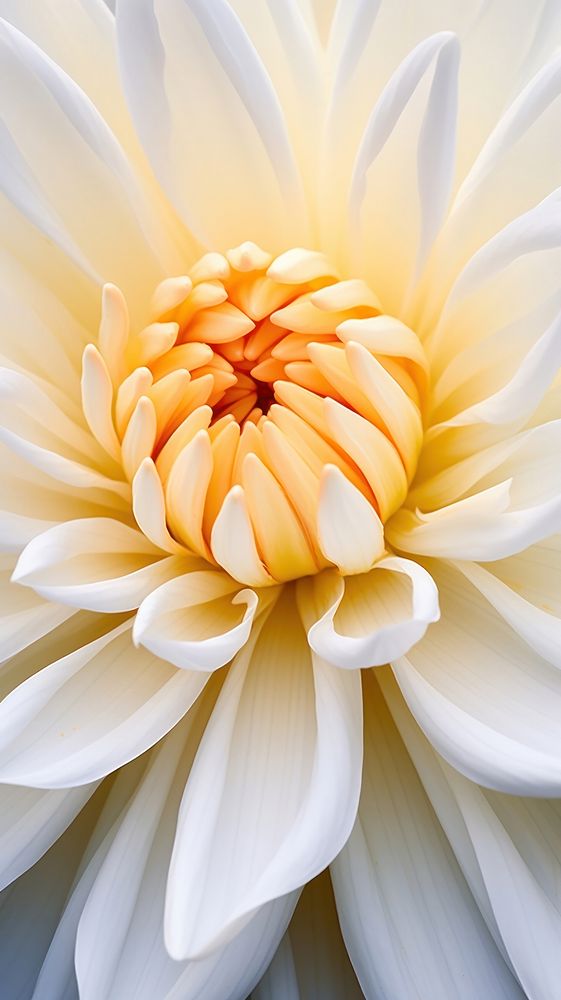 Lotus flower backgrounds dahlia. | Premium Photo - rawpixel