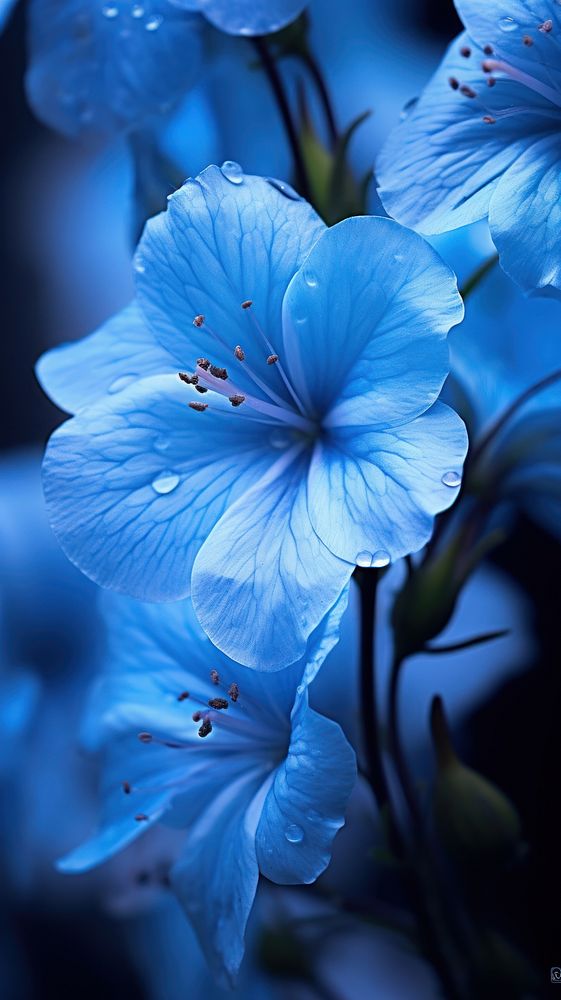 Flower blue blossom plant. | Free Photo - rawpixel