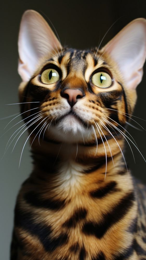 Animal mammal pet abyssinian. | Free Photo - rawpixel