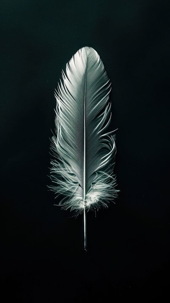 Nature feather bird lightweight. | Premium Photo - rawpixel