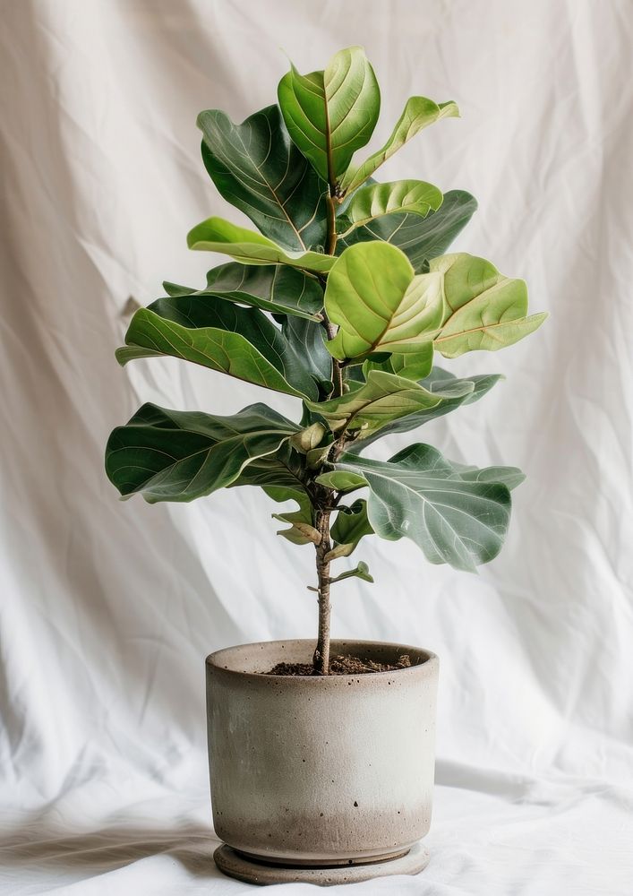 Fiddle-Leaf Fig plant leaf houseplant | Premium Photo - rawpixel