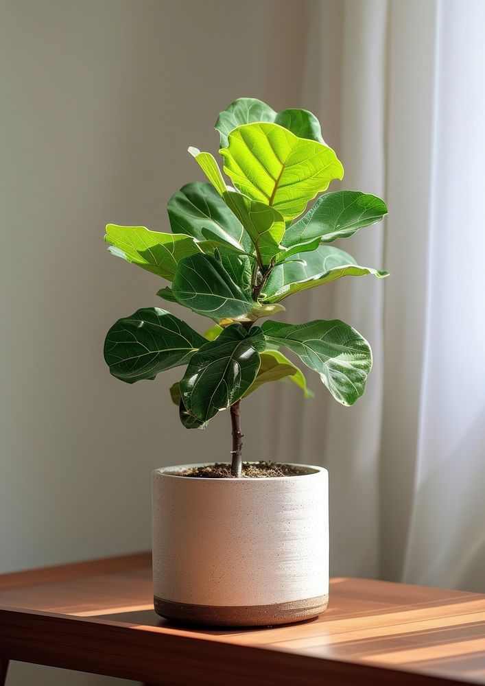 Fiddle-Leaf Fig plant leaf houseplant | Premium Photo - rawpixel