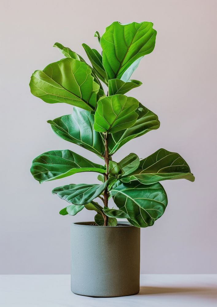 Fiddle-Leaf Fig plant leaf houseplant | Premium Photo - rawpixel