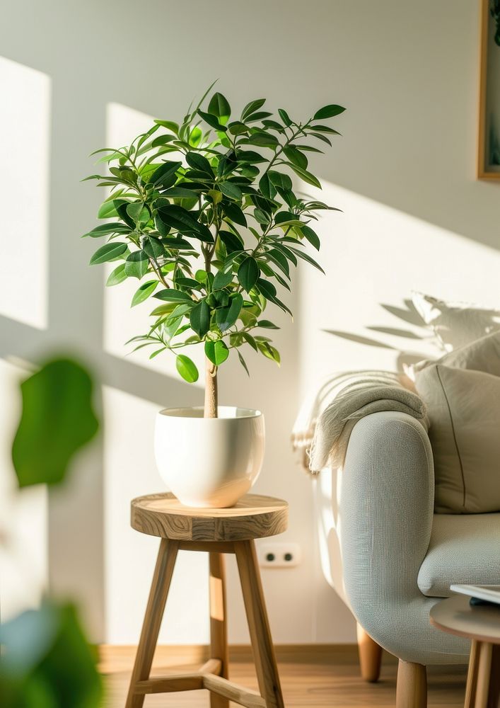 Houseplant furniture leaf room. | Premium Photo - rawpixel