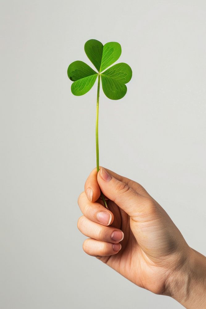 3 leaf clover hand holding | Free Photo - rawpixel