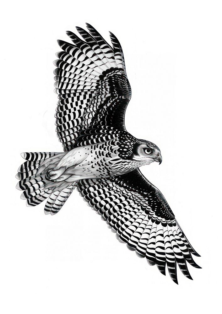 Owl flying accipiter buzzard animal. | Free Photo Illustration - rawpixel