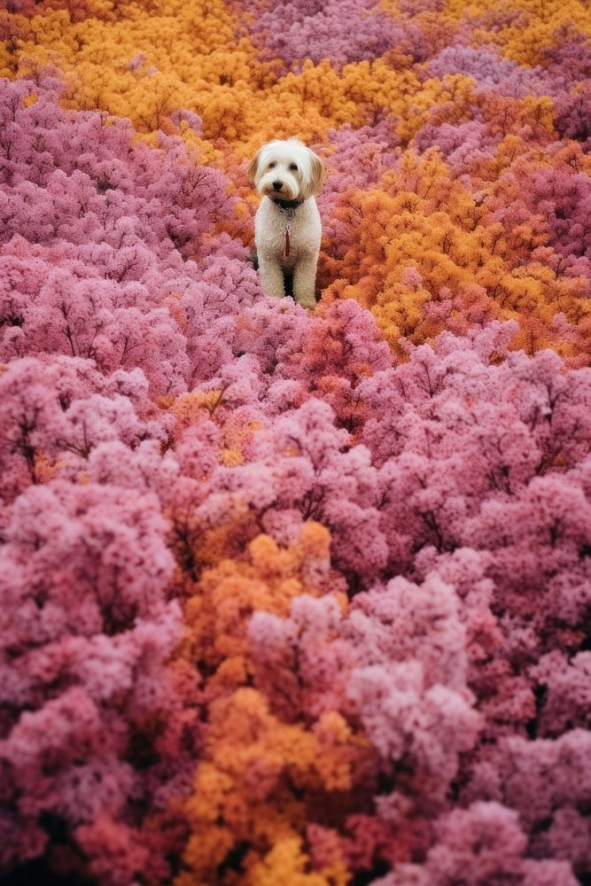 happy dog flower land outdoors. | Premium Photo - rawpixel