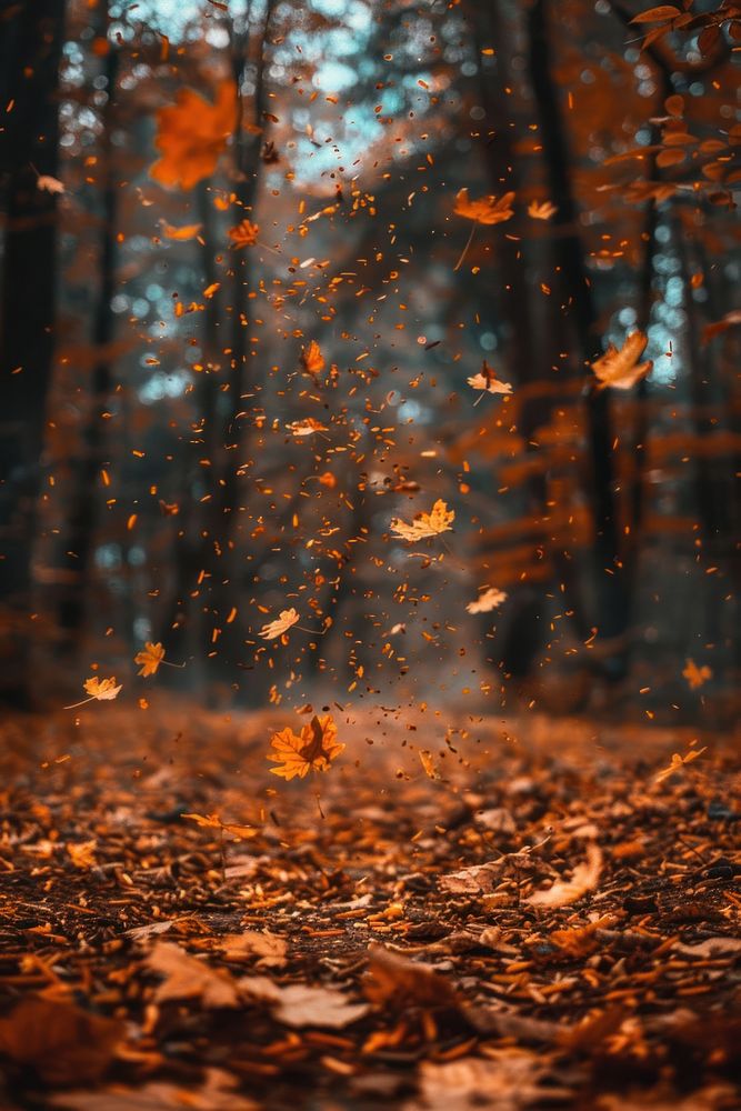 Autumn leaves outdoors falling nature. | Free Photo - rawpixel