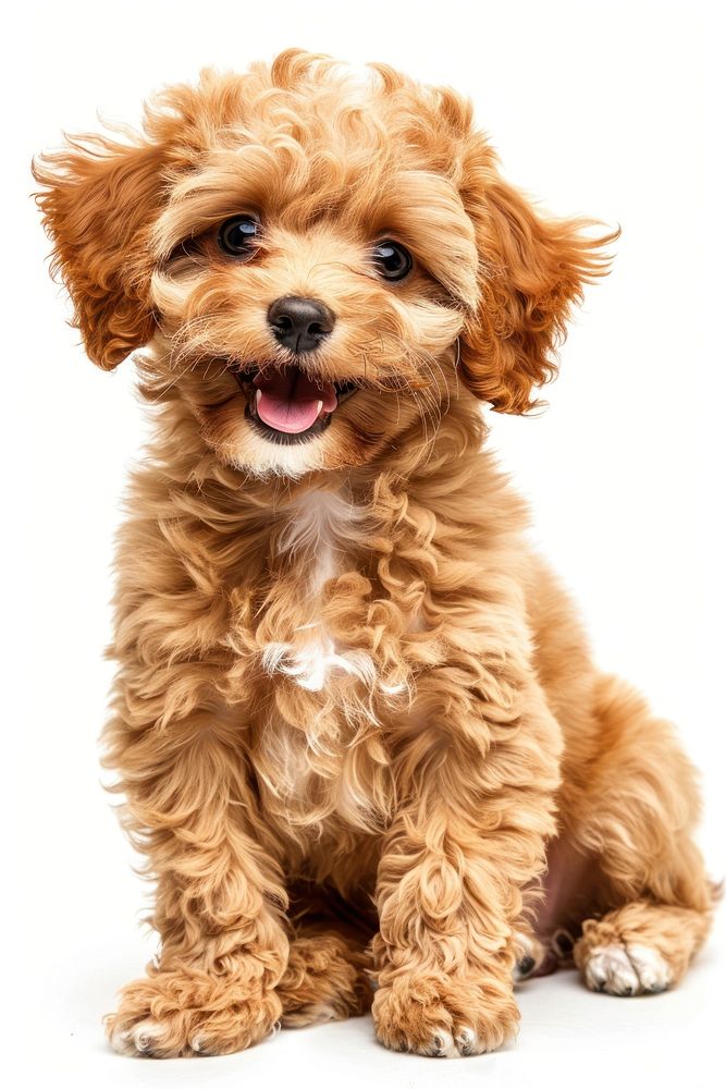 Gold coloured puppy poodle dog | Premium Photo - rawpixel