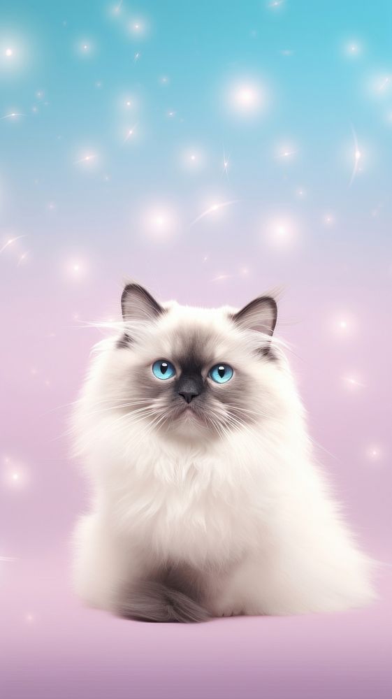 Birman cat siamese angora animal. | Free Photo Illustration - rawpixel