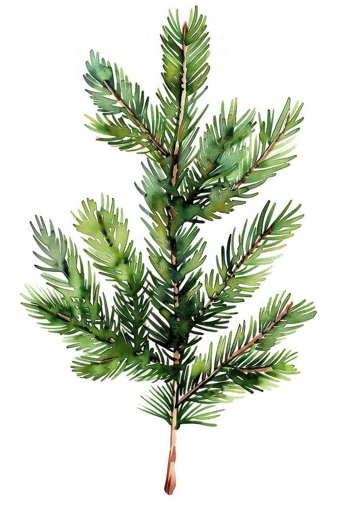 Christmas plant festival conifer abies. | Free Photo Illustration ...