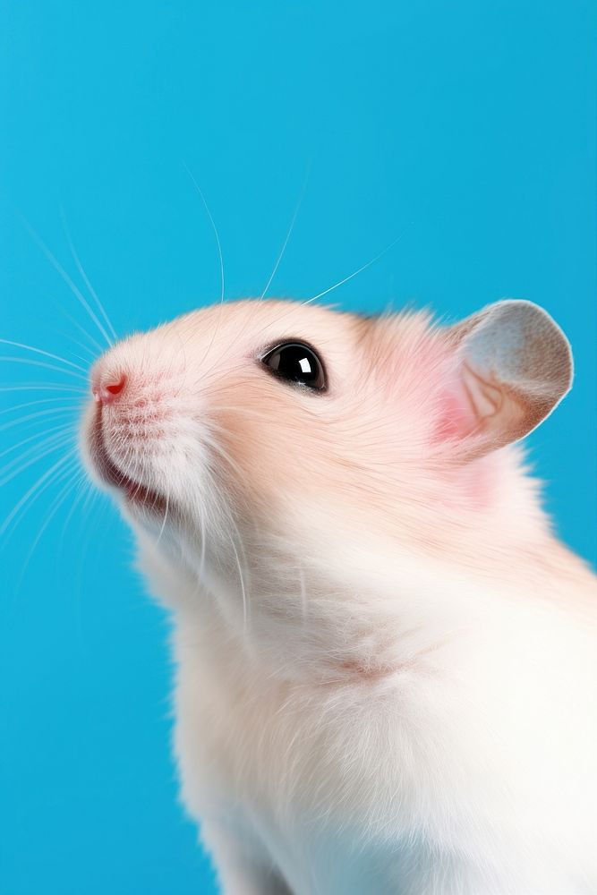 Hamster side portrait profile animal | Free Photo - rawpixel
