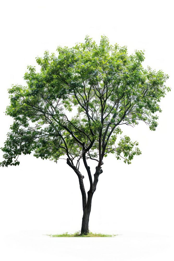 Isolate Trees tree plant white | Free Photo - rawpixel