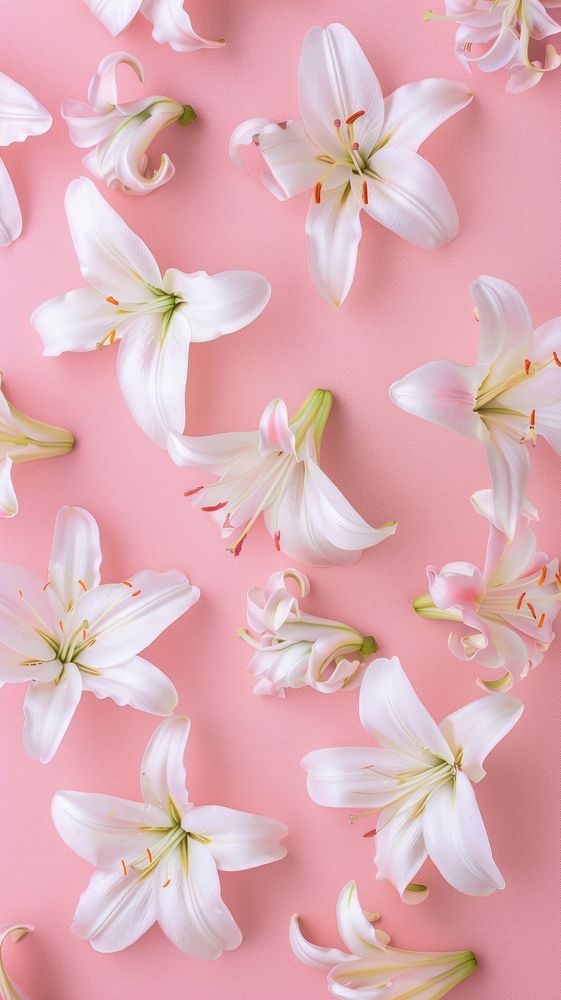 Cute white tiny lily flower | Premium Photo - rawpixel