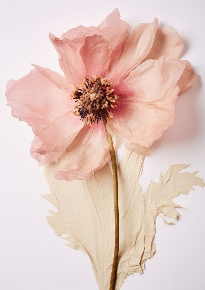 Real Pressed peony flower asteraceae | Free Photo - rawpixel