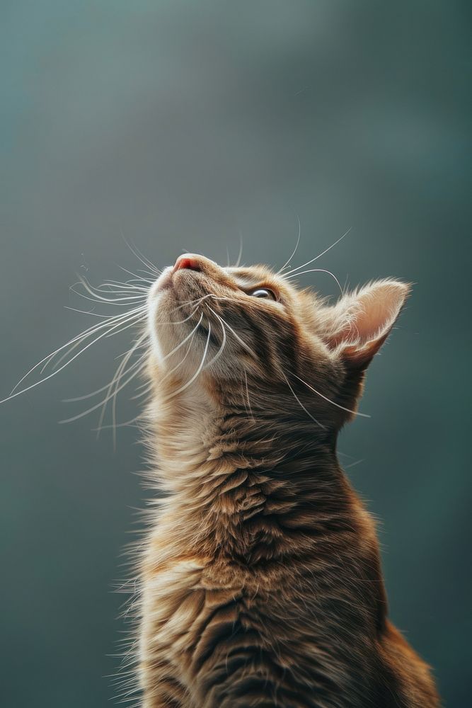 Cat looking abyssinian animal kitten. | Free Photo - rawpixel