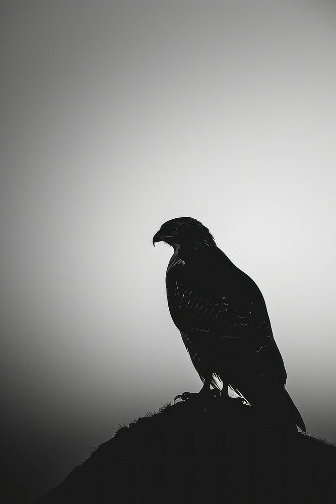 Nighthawk buzzard backlighting silhouette animal. | Free Photo - rawpixel