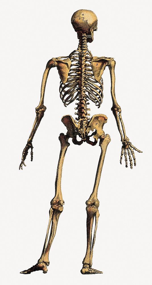 Vintage human skeleton psd. Remixed | Free PSD Illustration - rawpixel
