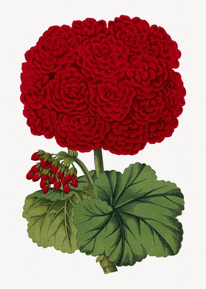 Vintage red geranium flower illustration. | Free Photo Illustration ...