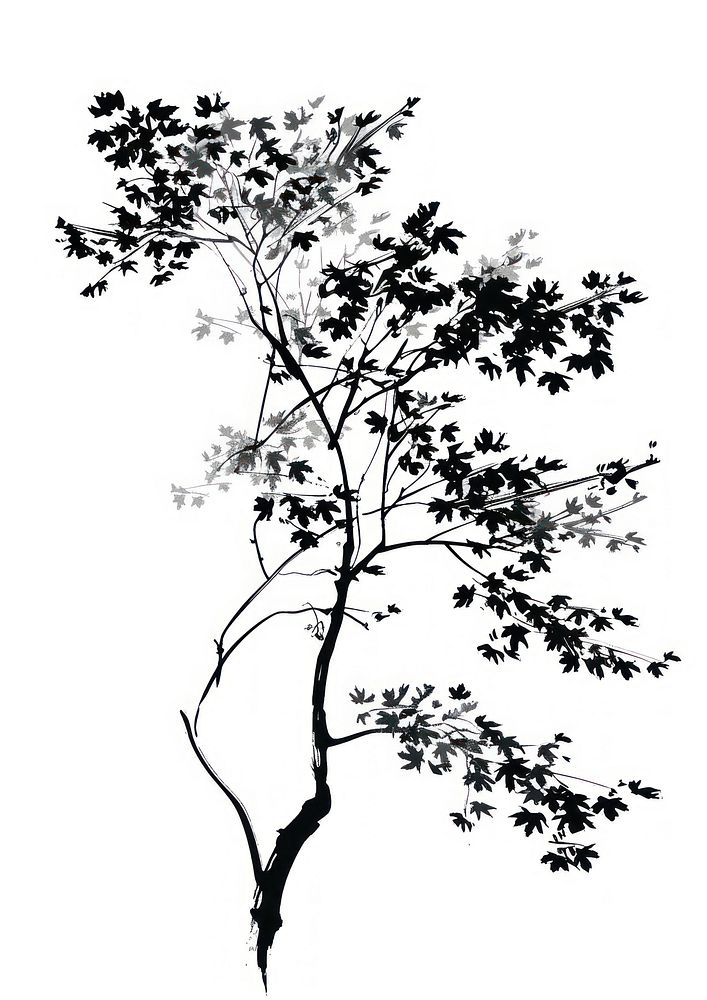 Maple tree silhouette black white. | Free Photo Illustration - rawpixel
