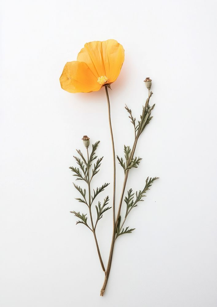 Real Pressed california poppy flower | Free Photo - rawpixel